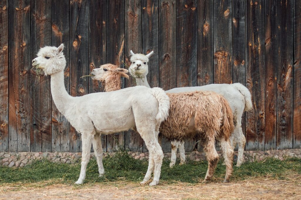 Non-Standard Farm Animals You Can Keep on a Homestead - Become Self ...