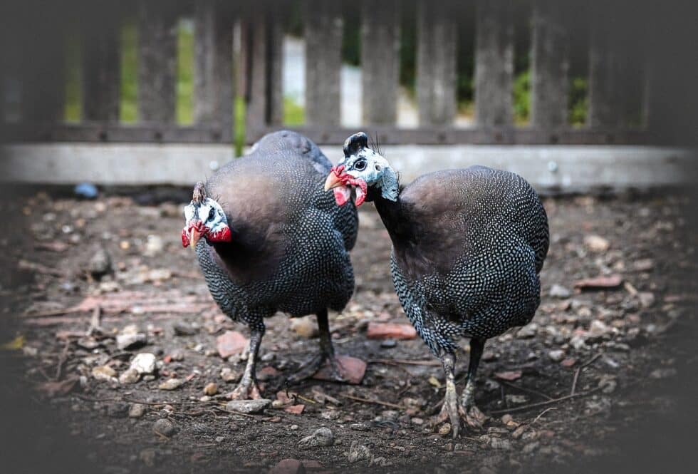 Non-Standard Farm Animals You Can Keep on a Homestead - Become Self ...