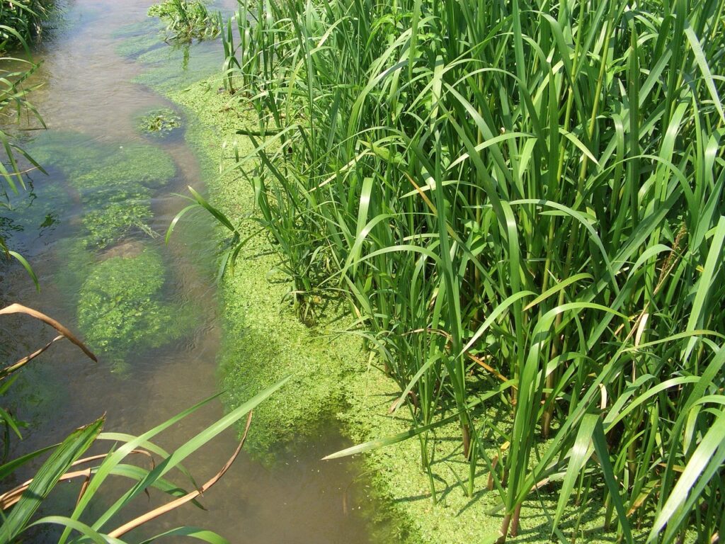 Is Algae a Sustainable Future Food? - Become Self Sufficient